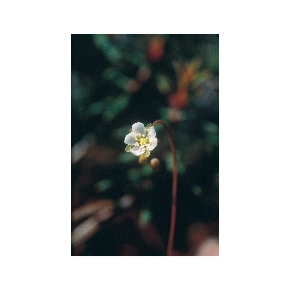 Flores de Alaska - Esencias florales y terapia floral | Natur.it